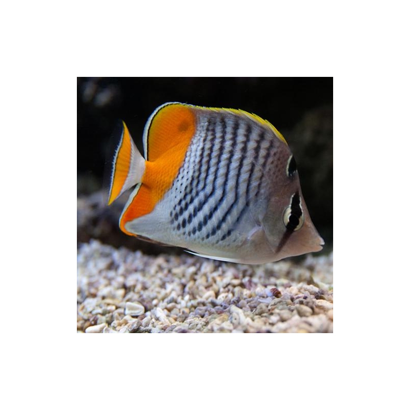 Chaetodon madagascariensis (красноспинная бабочка) | Купить в Киеве и ...