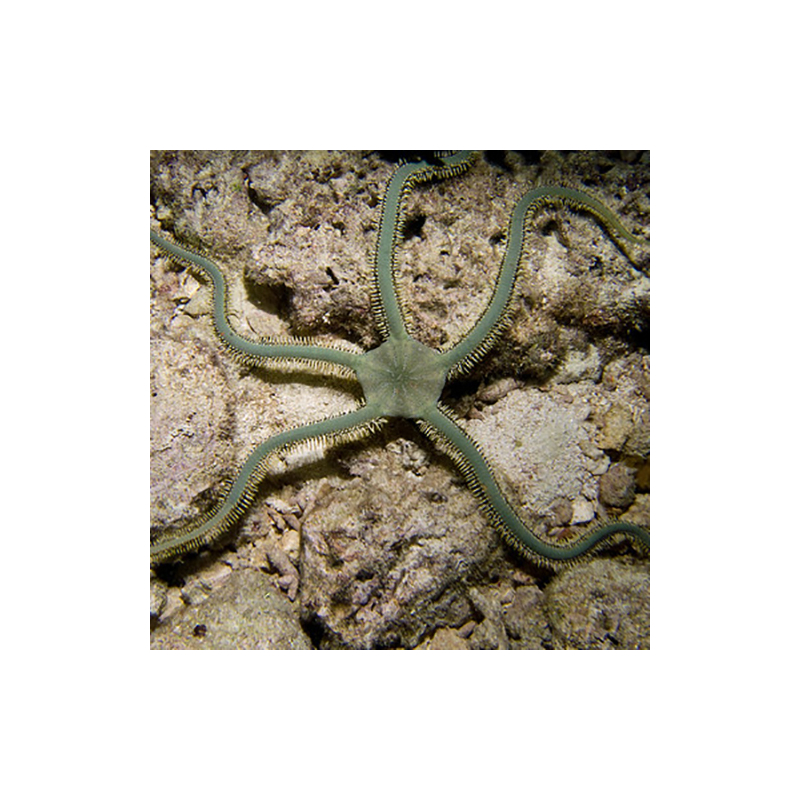Ophiothrix sp. (зеленая офиура) | Купить | Беспозвоночные