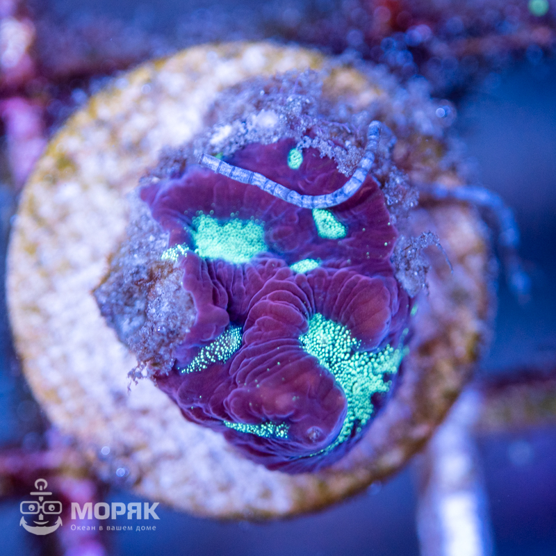 Favites spp, коралл-мозговик | Купить | LPS кораллы