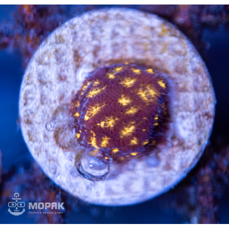 Leptastrea sp. (Лептастрея) | Купить | LPS кораллы