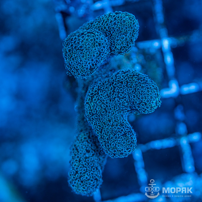 Stylophora sp. (стилофора) | Купить | SPS кораллы