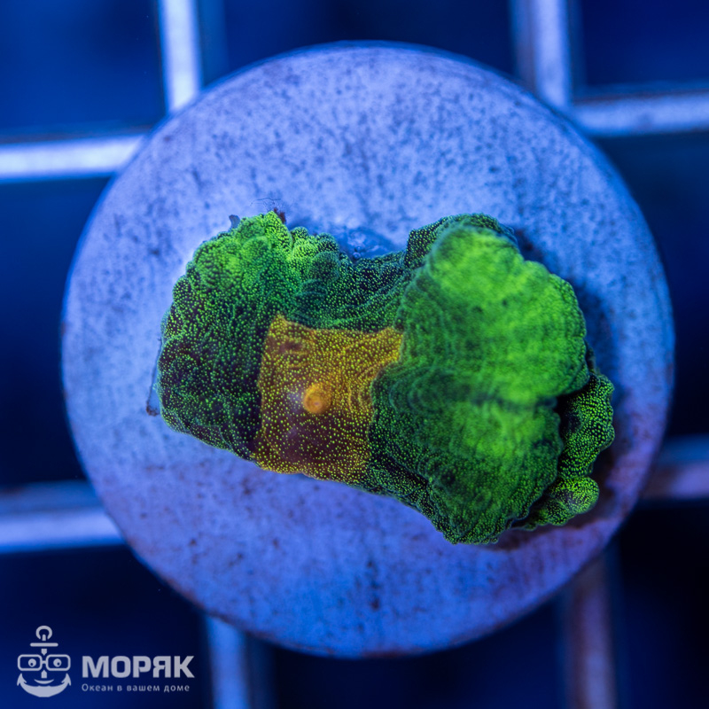 Pectinia sp (пектиния) | Купить | LPS кораллы